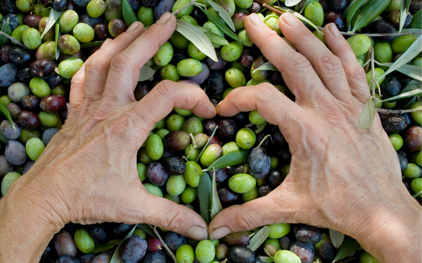 EVOO Chemistry: Oleic Acid – Evoolution